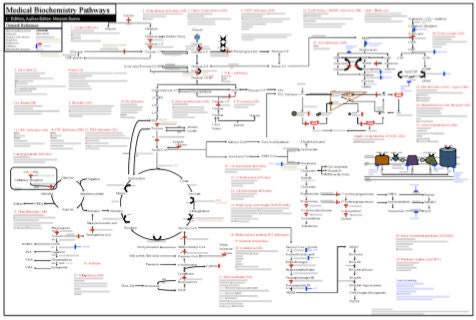 Medical Biochemistry Pathways Poster - Etsy