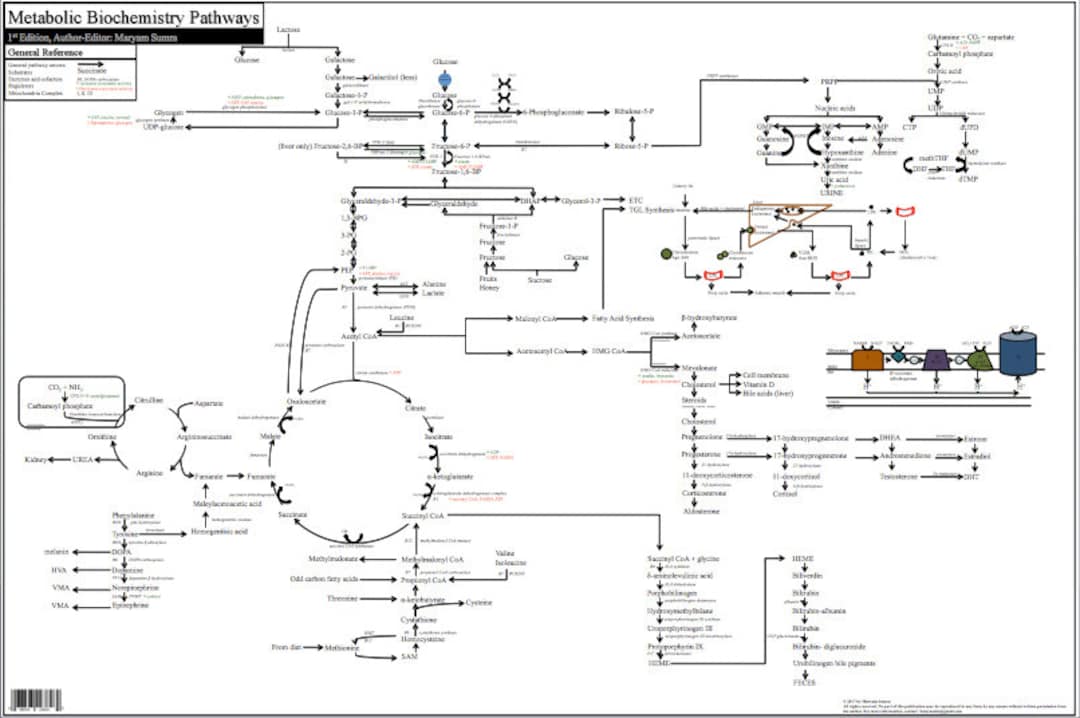 Metabolic Biochemistry Pathways Poster - Etsy
