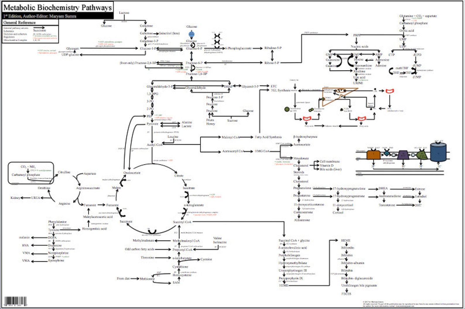 Metabolic Biochemistry Pathways Poster - Etsy