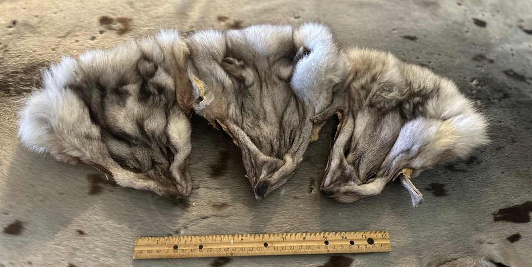 Blue Fox Face Professionally Tanned Real - Etsy