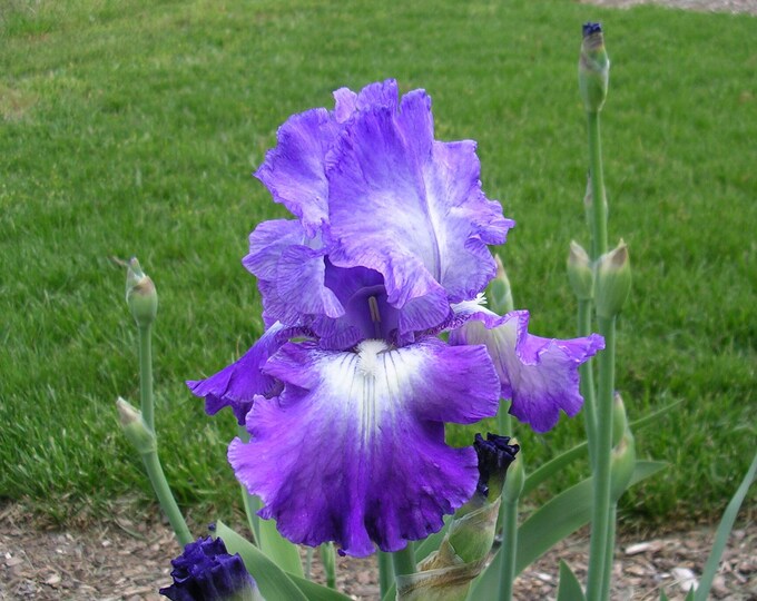 Full Tide Tall Bearded Iris, Historic Iris - Etsy