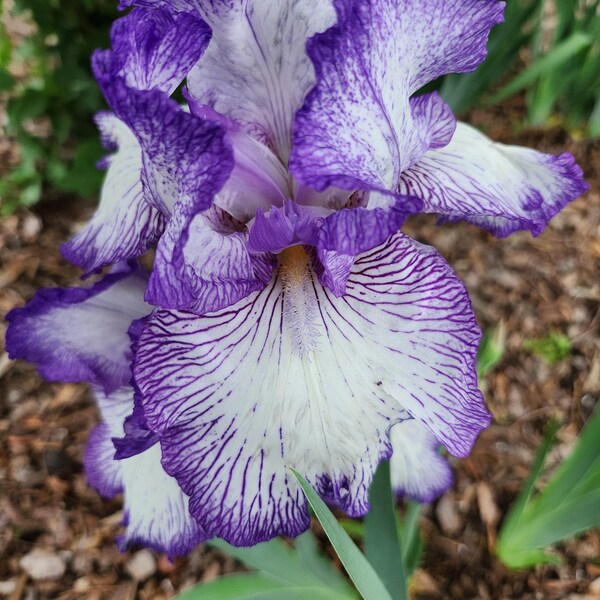 PecanGroveFarms (Ships from: the US) - Etsy