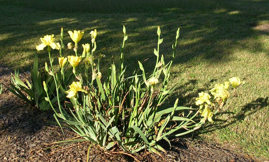 Iris 'harvest of Memories' Yellow Tall Bearded - Etsy