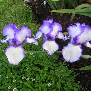 Iris 'loop the Loop' White and Violet Tall Bearded Iris - Etsy