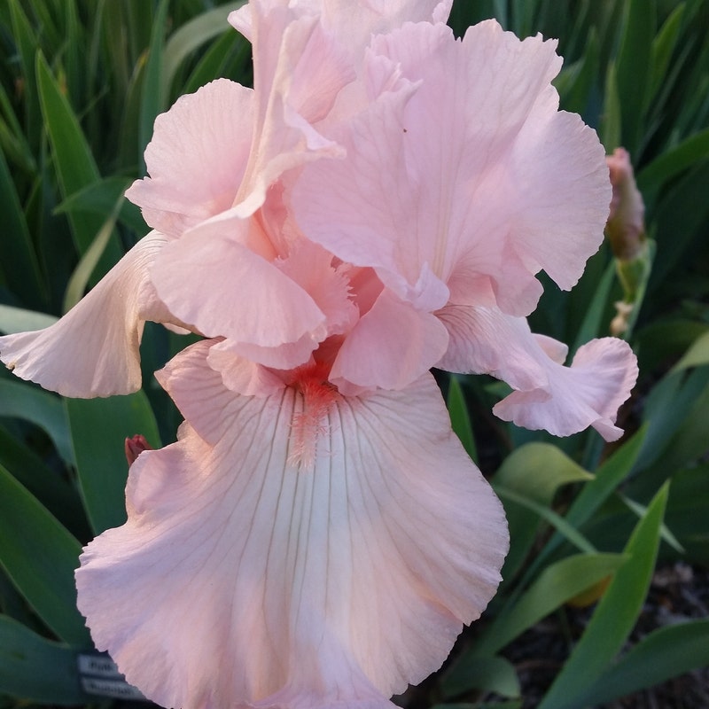 PecanGroveFarms - Etsy