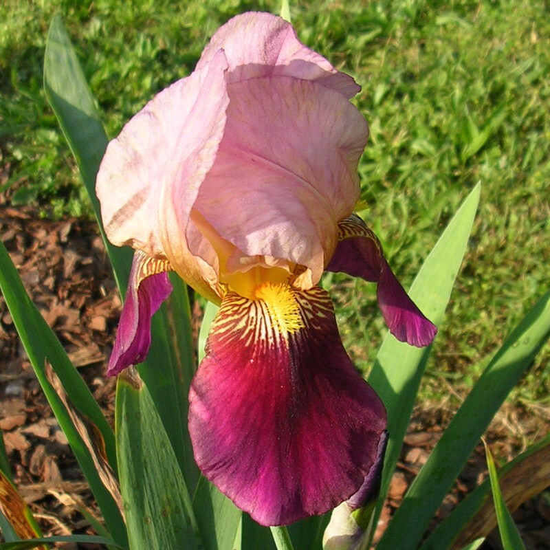 PecanGroveFarms - Etsy