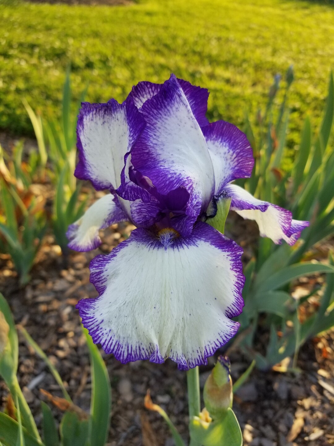 Iris 'loop the Loop' White and Violet Tall Bearded Iris - Etsy