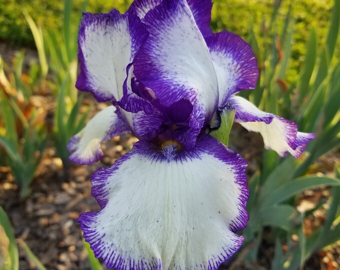Iris 'loop the Loop' White and Violet Tall Bearded Iris - Etsy