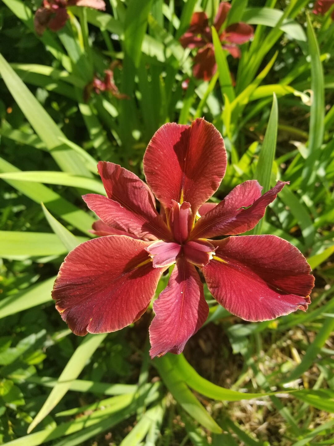 Iris 'cherry Cup' Red Louisiana Hybrid Iris - Etsy