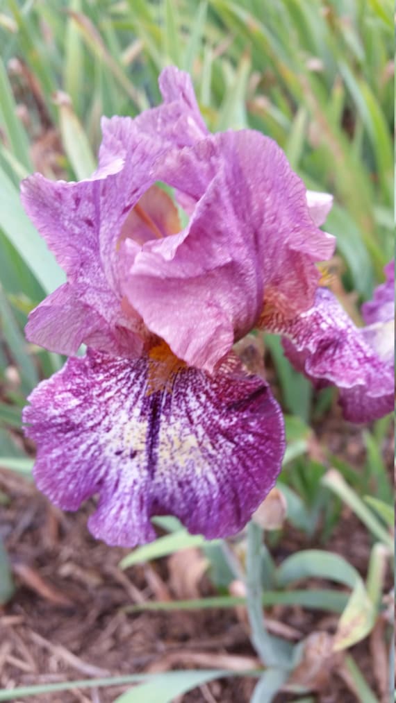 Iris 'pshaw' Grape-purple Tall Bearded Iris - Etsy