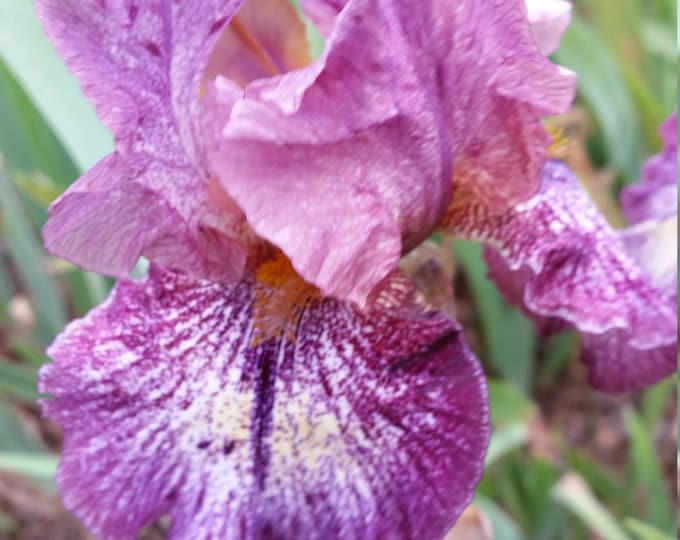 Iris 'pshaw' Grape-purple Tall Bearded Iris - Etsy