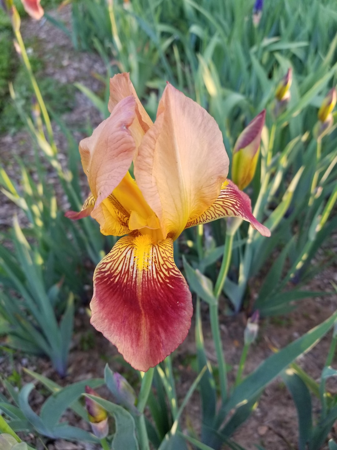 Iris 'mary Geddes' Apricot and Rose-pink Tall Bearded Iris - Etsy