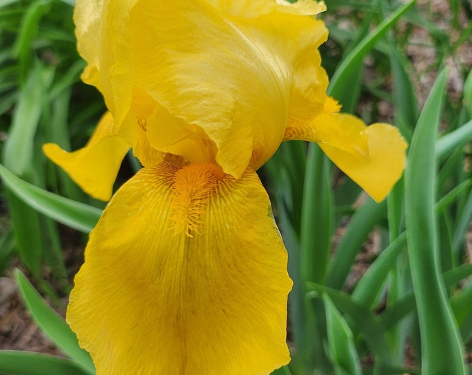 Iris 'spun Gold' Golden Tall Bearded Iris - Etsy