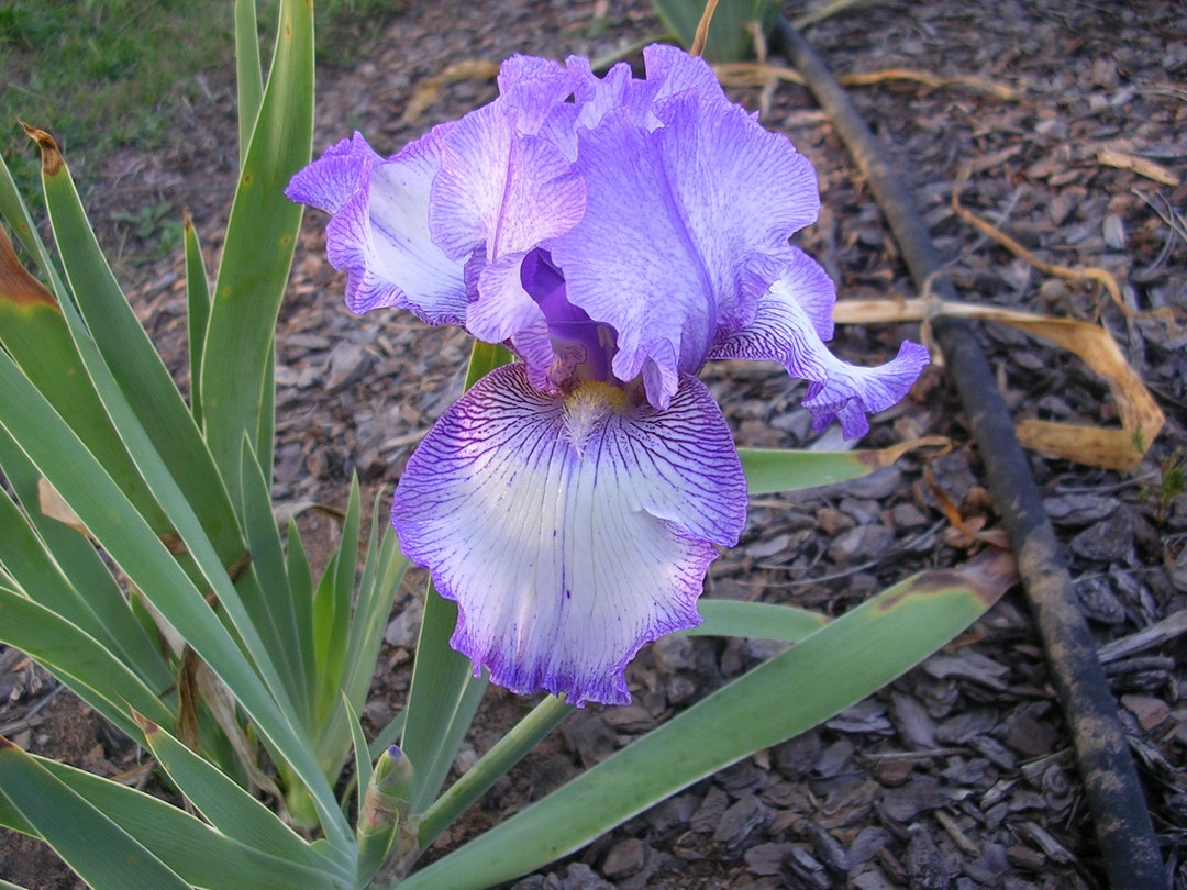 Iris 'earl of Essex' Purple and White Reblooming Tall Bearded Iris - Etsy