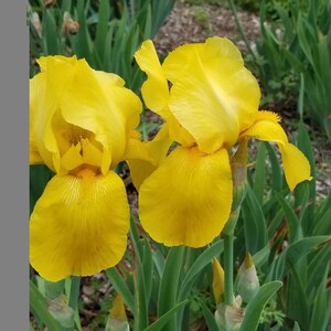 Iris 'spun Gold' Golden Tall Bearded Iris - Etsy