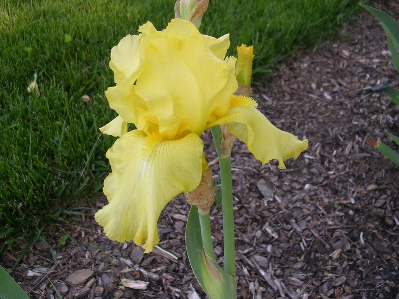 Iris 'harvest of Memories' Yellow Tall Bearded - Etsy
