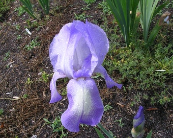 PecanGroveFarms - Etsy