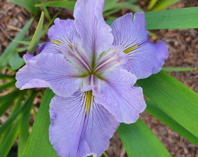 Iris 'malibu Magic' Light Blue Louisiana Iris - Etsy