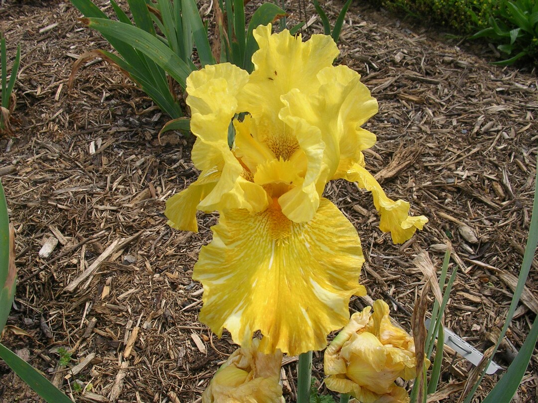 Iris 'saharan Sun' Yellow Streaked White "broken Color" Tall Bearded ...