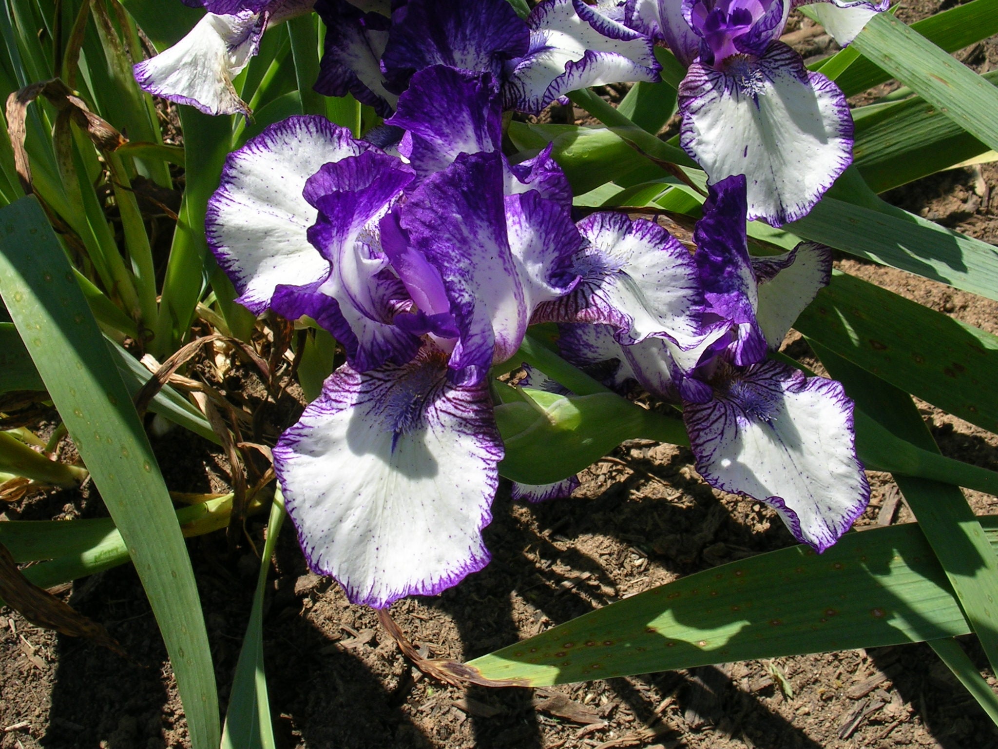 Iris 'rare Edition' Violet-blue and White Intermediate Bearded Iris - Etsy