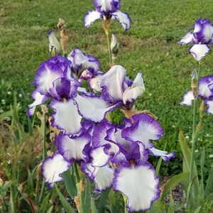 Iris 'loop the Loop' White and Violet Tall Bearded Iris - Etsy