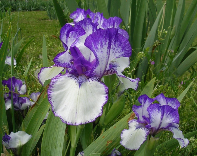 Iris 'rare Edition' Violet-blue and White Intermediate Bearded Iris - Etsy