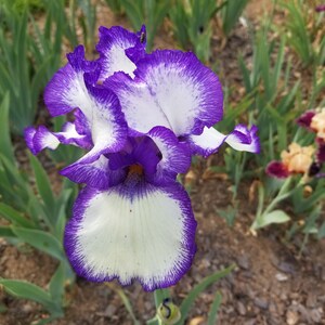 Iris 'loop the Loop' White and Violet Tall Bearded Iris - Etsy