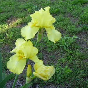 Iris 'harvest of Memories' Yellow Tall Bearded Reblooming Iris - Etsy