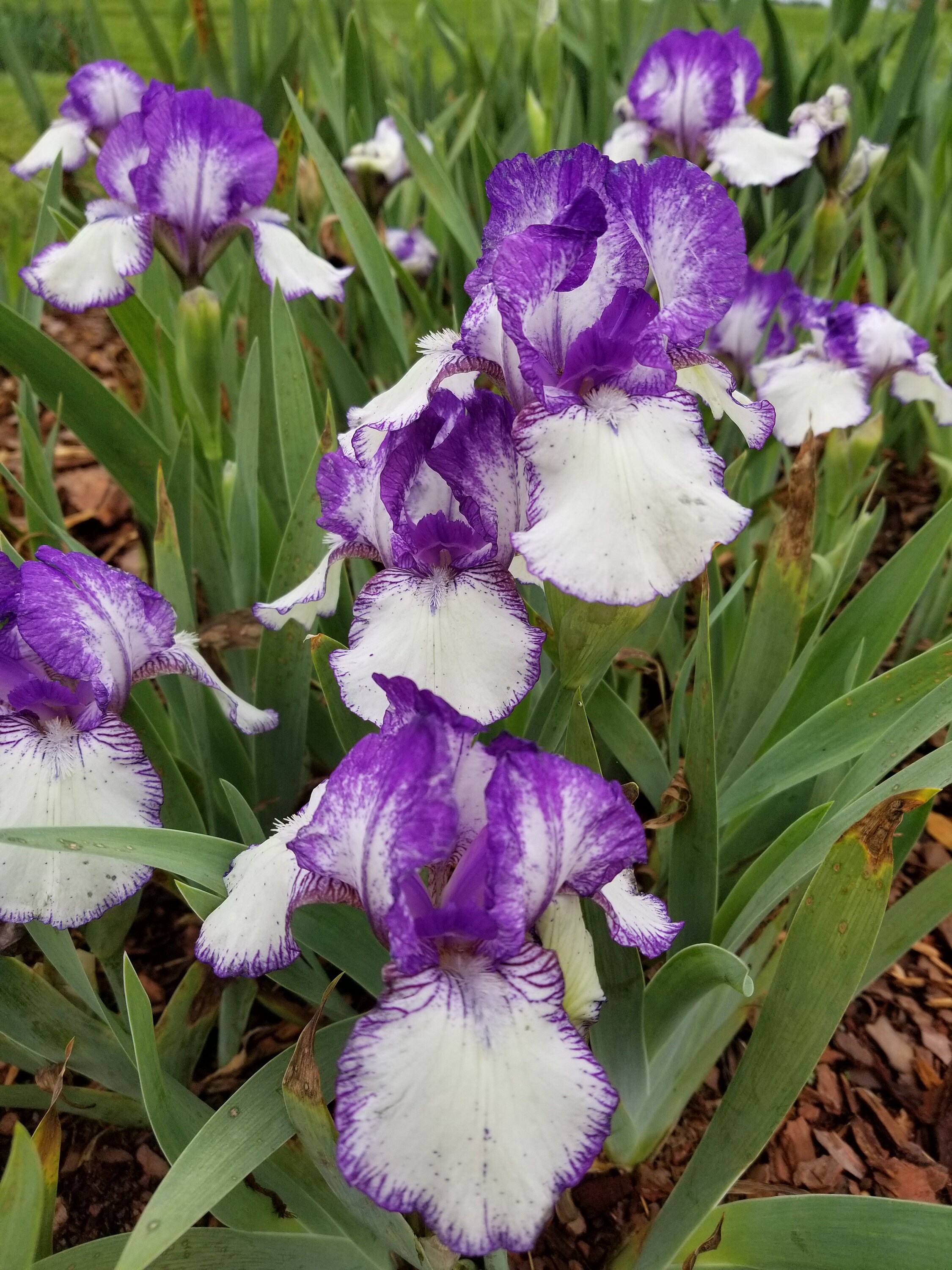 Iris 'rare Edition' Violet-blue and White Intermediate Bearded Iris - Etsy