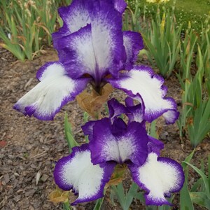 Iris 'loop the Loop' White and Violet Tall Bearded Iris - Etsy