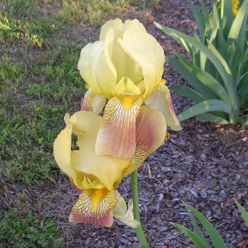 PecanGroveFarms - Etsy