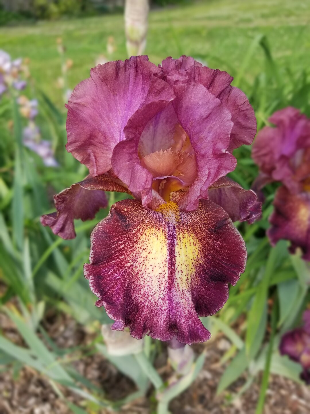Iris 'colortart' Maroon Tall Bearded Iris - Etsy