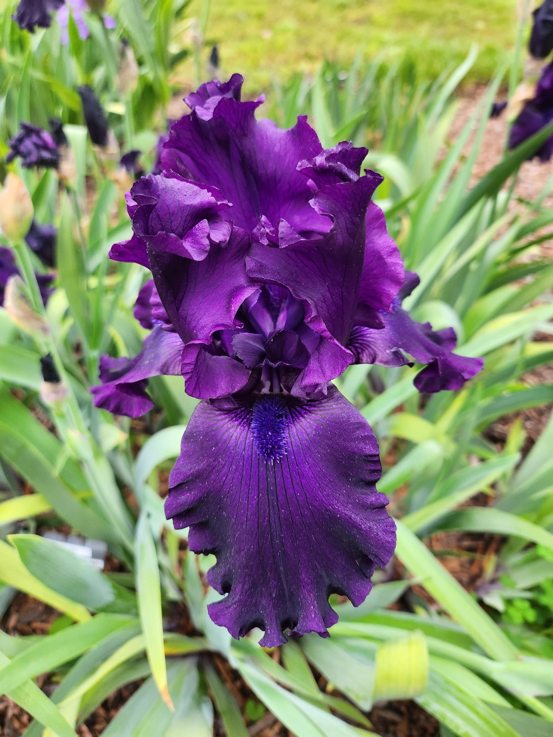 Iris 'night Ruler' Deep Violet Tall Bearded Iris - Etsy