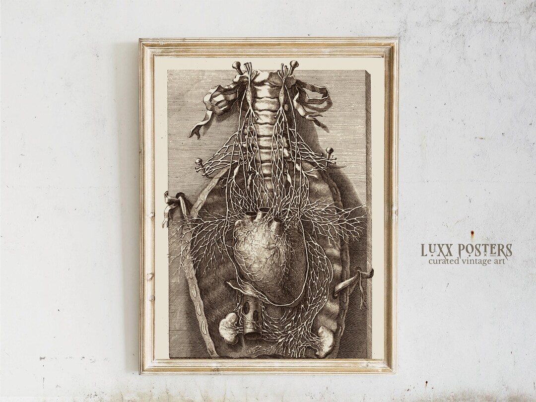 Vintage Heart Anatomy Prints | Cardiologist Gift | Medical Art ...