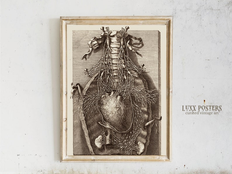 Vintage Heart Anatomy Prints Cardiologist Gift Medical Art - Etsy