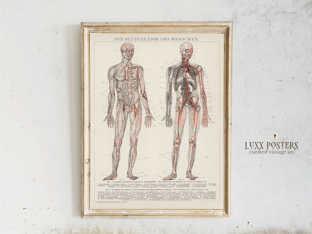 Vintage Heart Anatomy Prints | Cardiologist Gift | Medical Art ...
