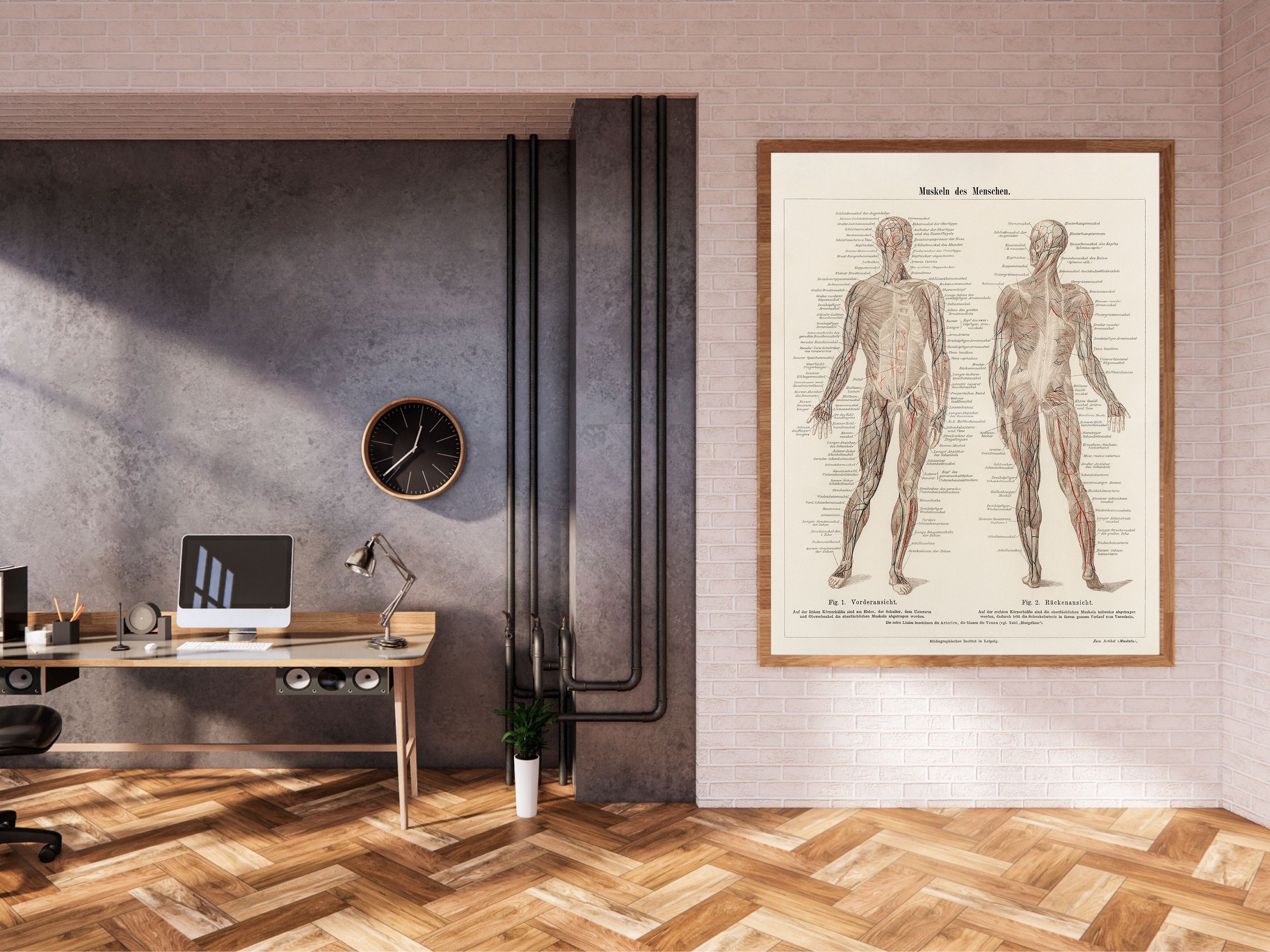 Vintage Muscular System Anatomy Art Print (digital Download) - Etsy