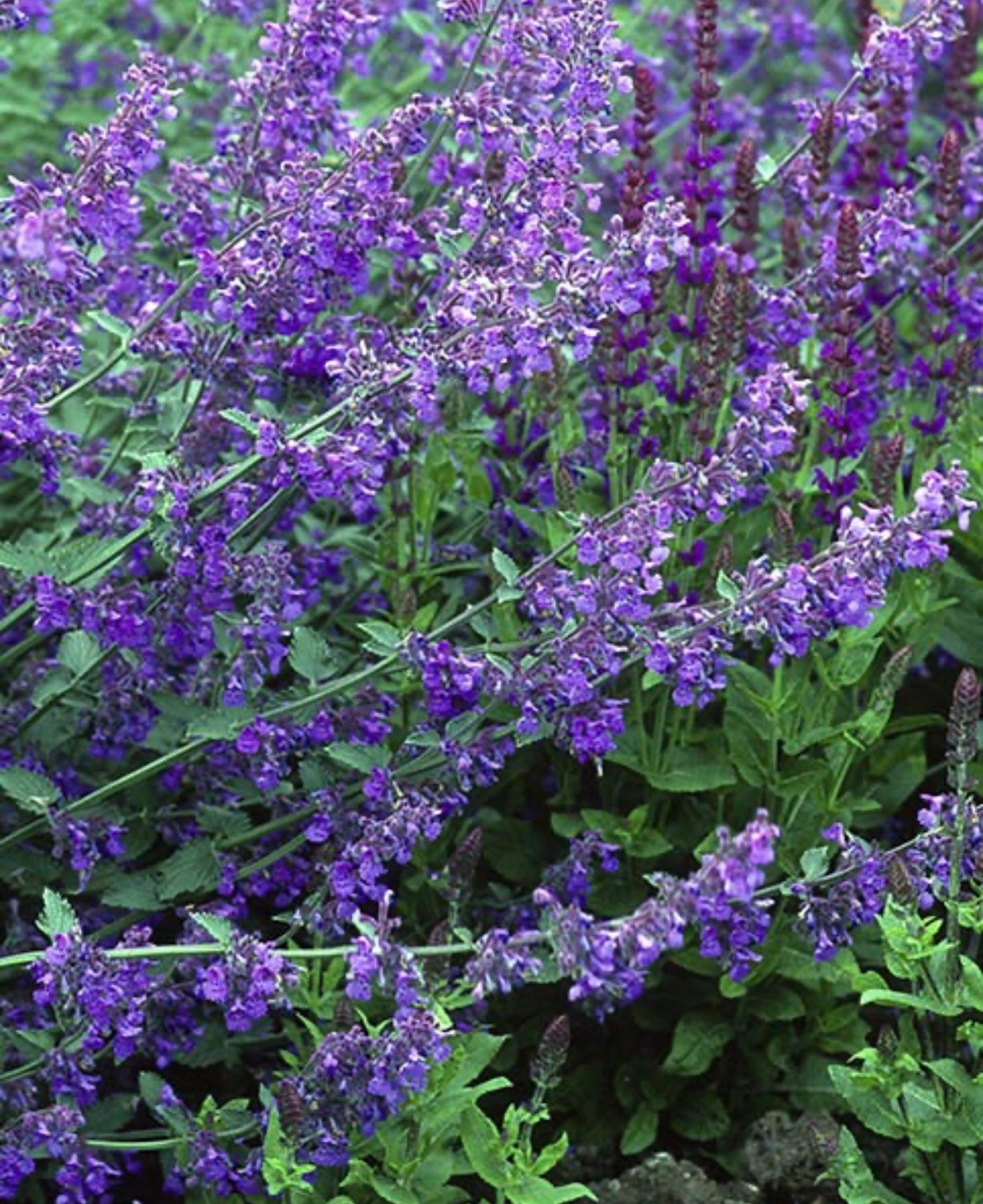Catmint Seeds | Etsy