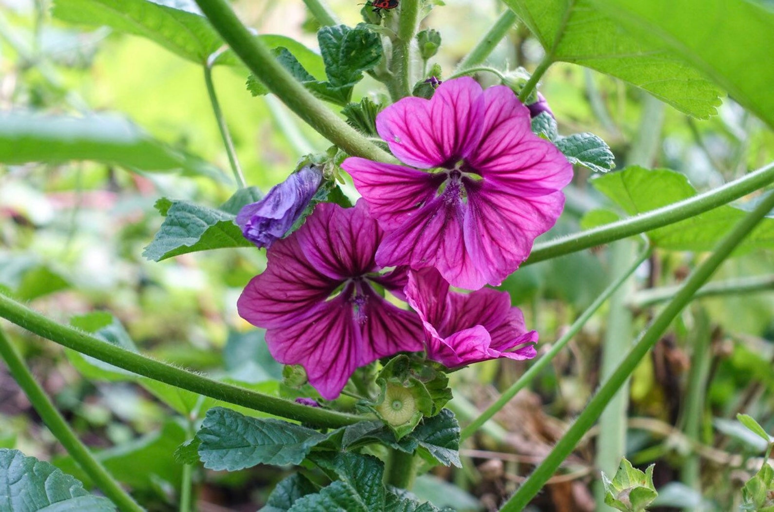 Tree Mallow Seeds | Etsy