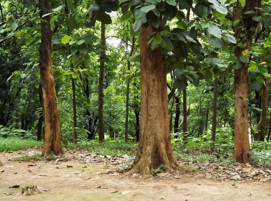 Teak Tree Seeds Etsy