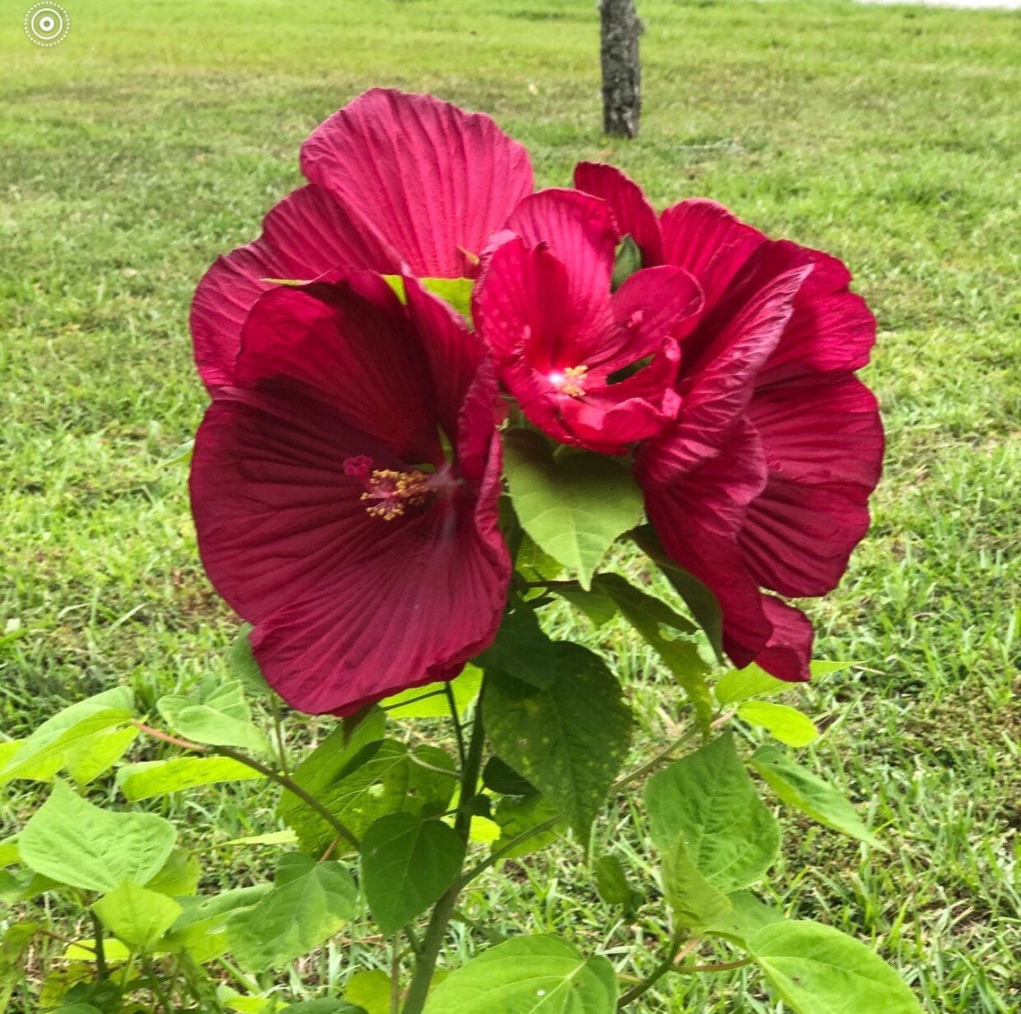 Red Luna Hibiscus Cold Hardy Seeds | Etsy