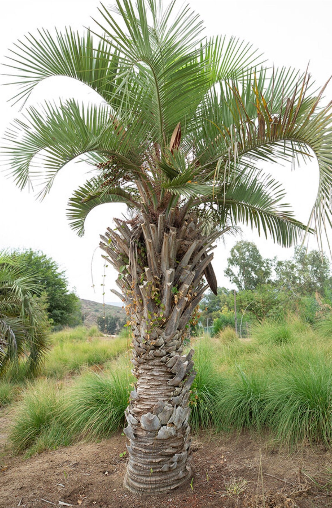 Jelly Palm Tree Seeds | Etsy