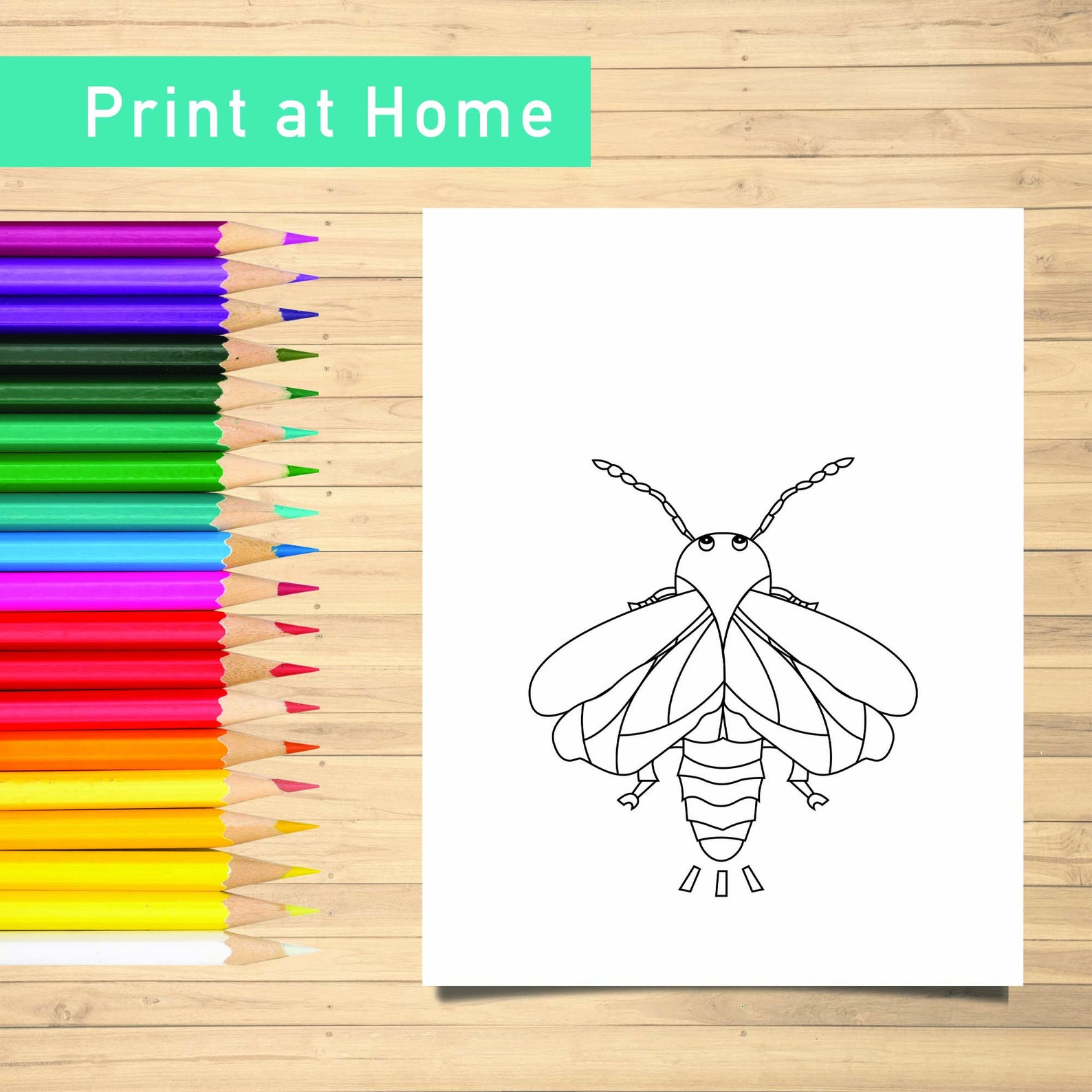 6 Insect Coloring Pages Bugs Coloring Sheet Set Sizes 8.5x11 - Etsy