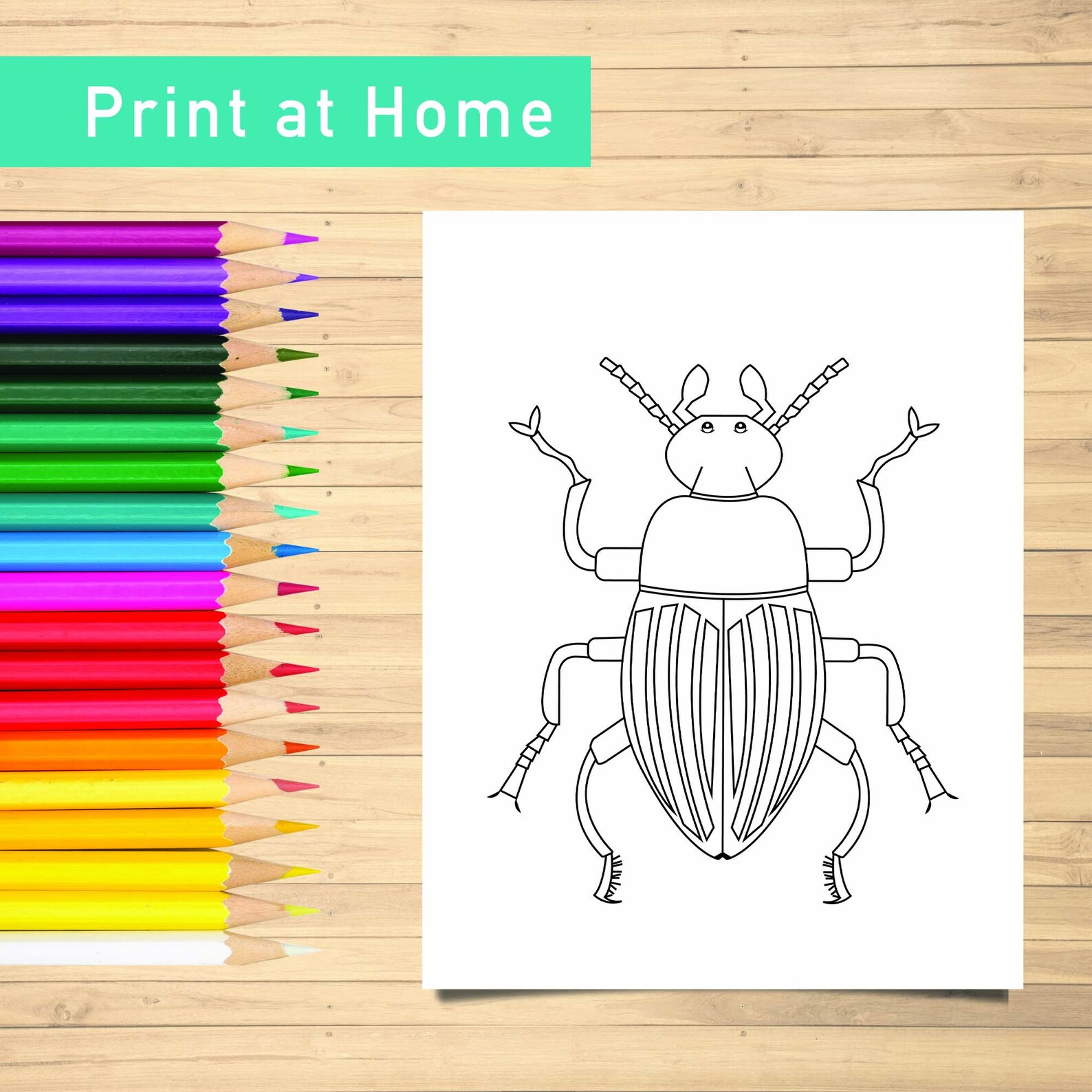 6 Insect Coloring Pages Bugs Coloring Sheet Set Sizes 8.5x11 - Etsy