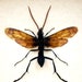 Real Large Tarantula Hawk Wasp Framed Taxidermy - Pepsis Grossa - Etsy