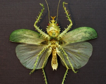 Taxidermy Katydid - Etsy
