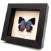 Rare Blue Hatchet Wing Butterfly Framed Taxidermy - Memphis Phantes ...