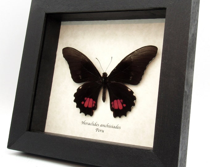 Real Ruby-spotted Swallowtail Butterfly Framed - Papilio Anchisiades - Etsy