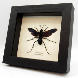 Real XL Tarantula Hawk Wasp Framed Taxidermy - Pepsis Grossa - Female ...