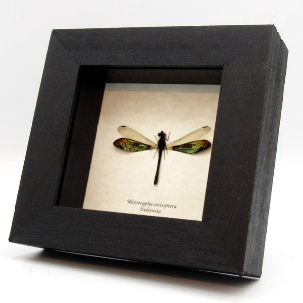 Green Dragonfly - Etsy